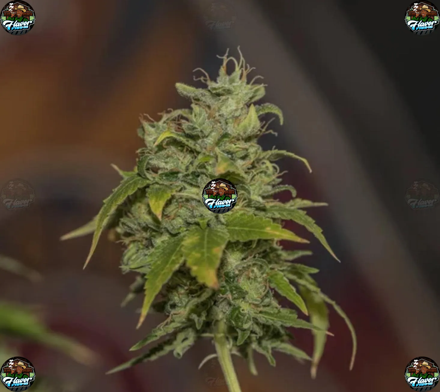 Gravity Runtz Cannabis in DC - FLAVOR FARMS DC - Weed Delivery DC