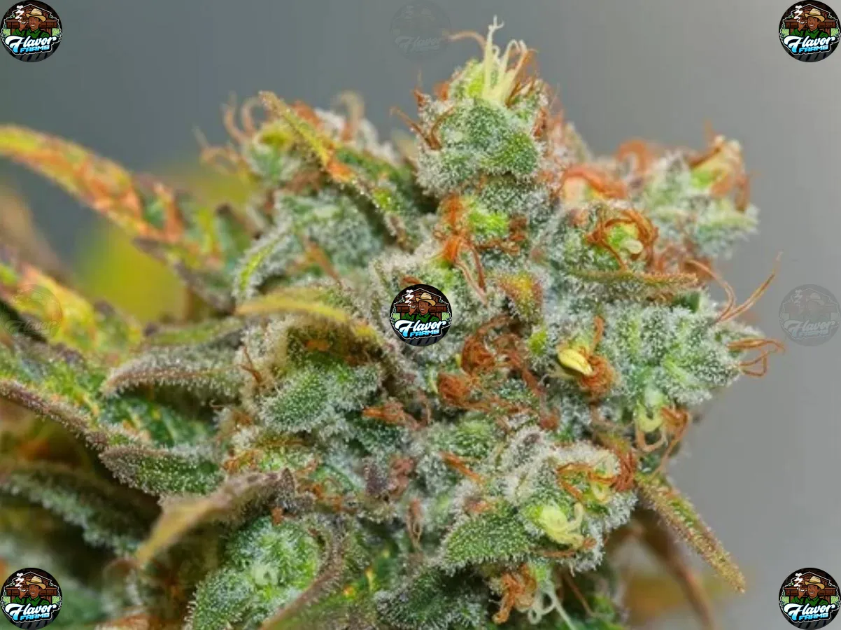 Jealousy Runtz Cannabis in DC - FLAVOR FARMS DC - Cannabis Dispensary DC